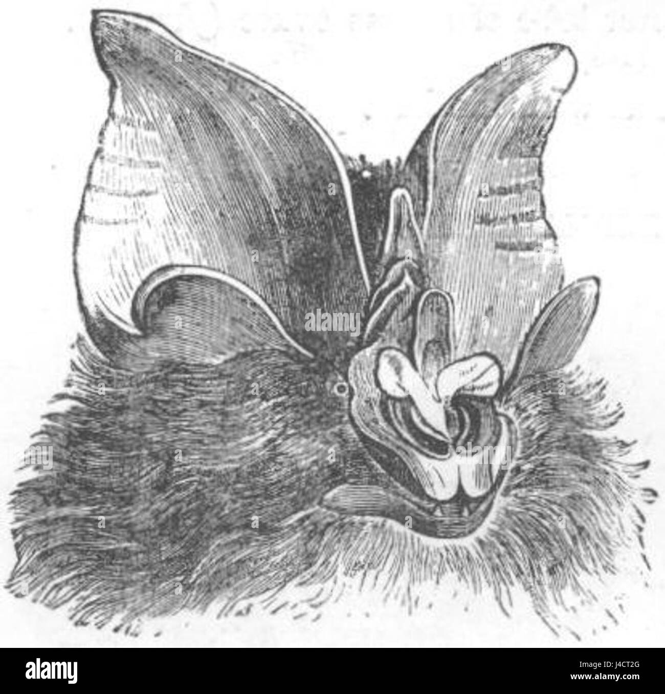 Rhinolophus luctus ras Stock Photo - Alamy