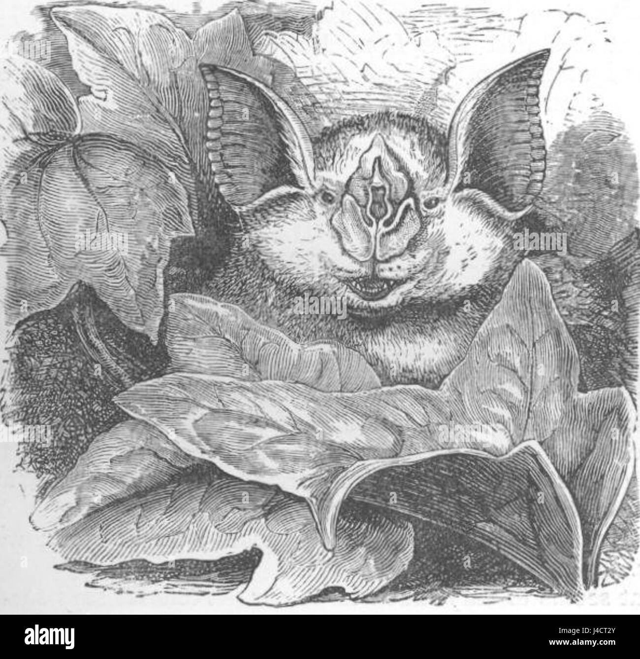 Rhinolophus species hi-res stock photography and images - Alamy