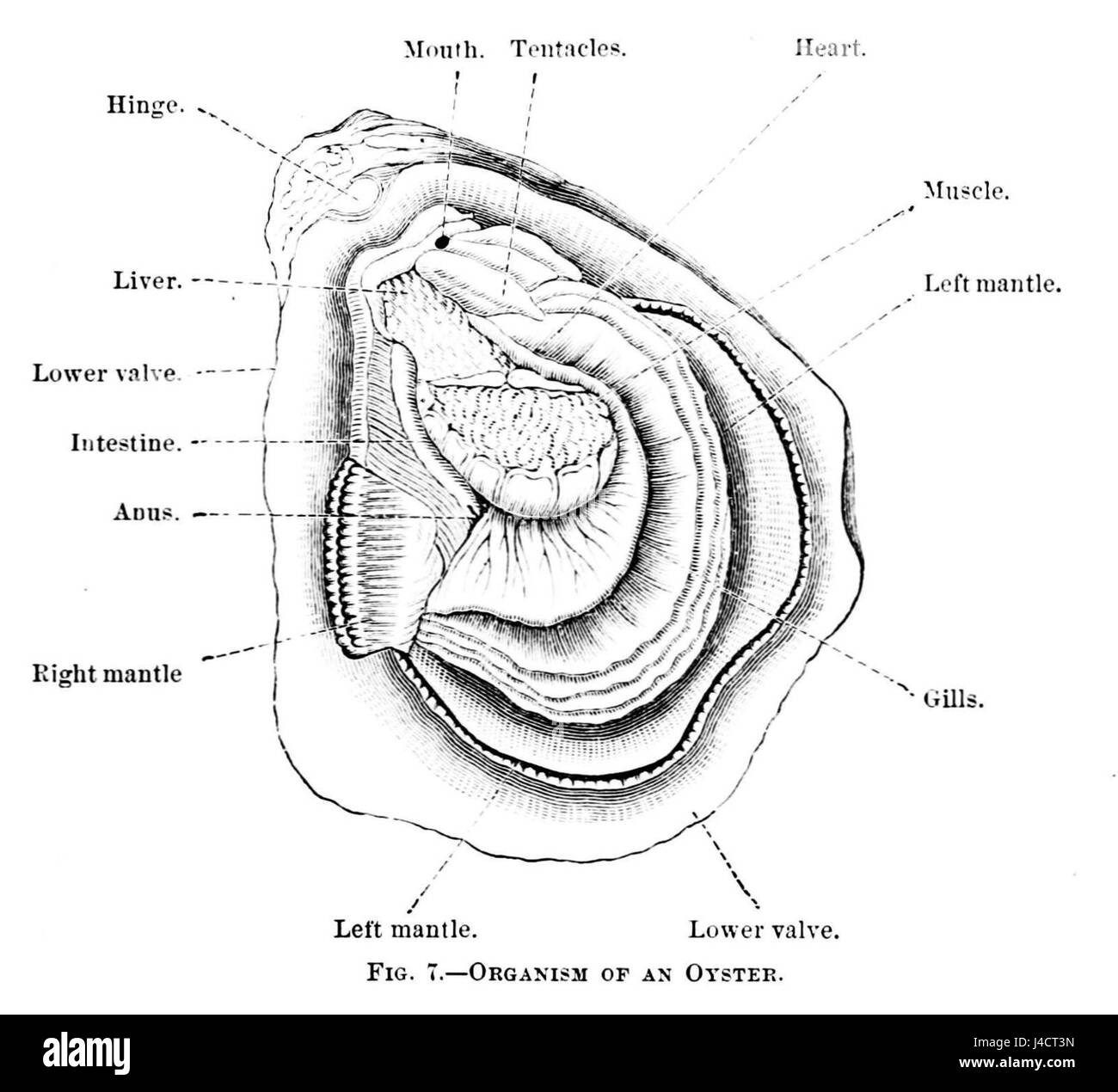 This scientific illustration from the Popular Science Monthly shows the internal structure and ...