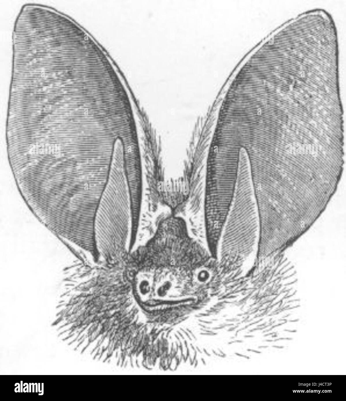 Bat surveys Black and White Stock Photos & Images - Alamy