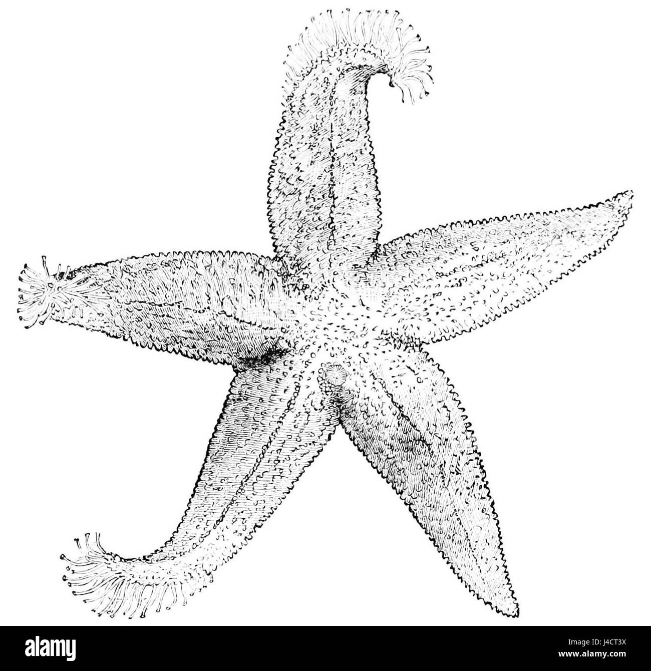 Starfish art Black and White Stock Photos & Images - Alamy