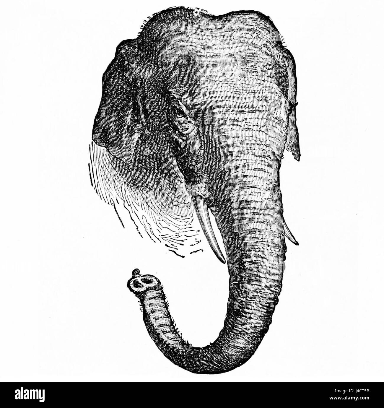Elephant research Black and White Stock Photos & Images - Alamy