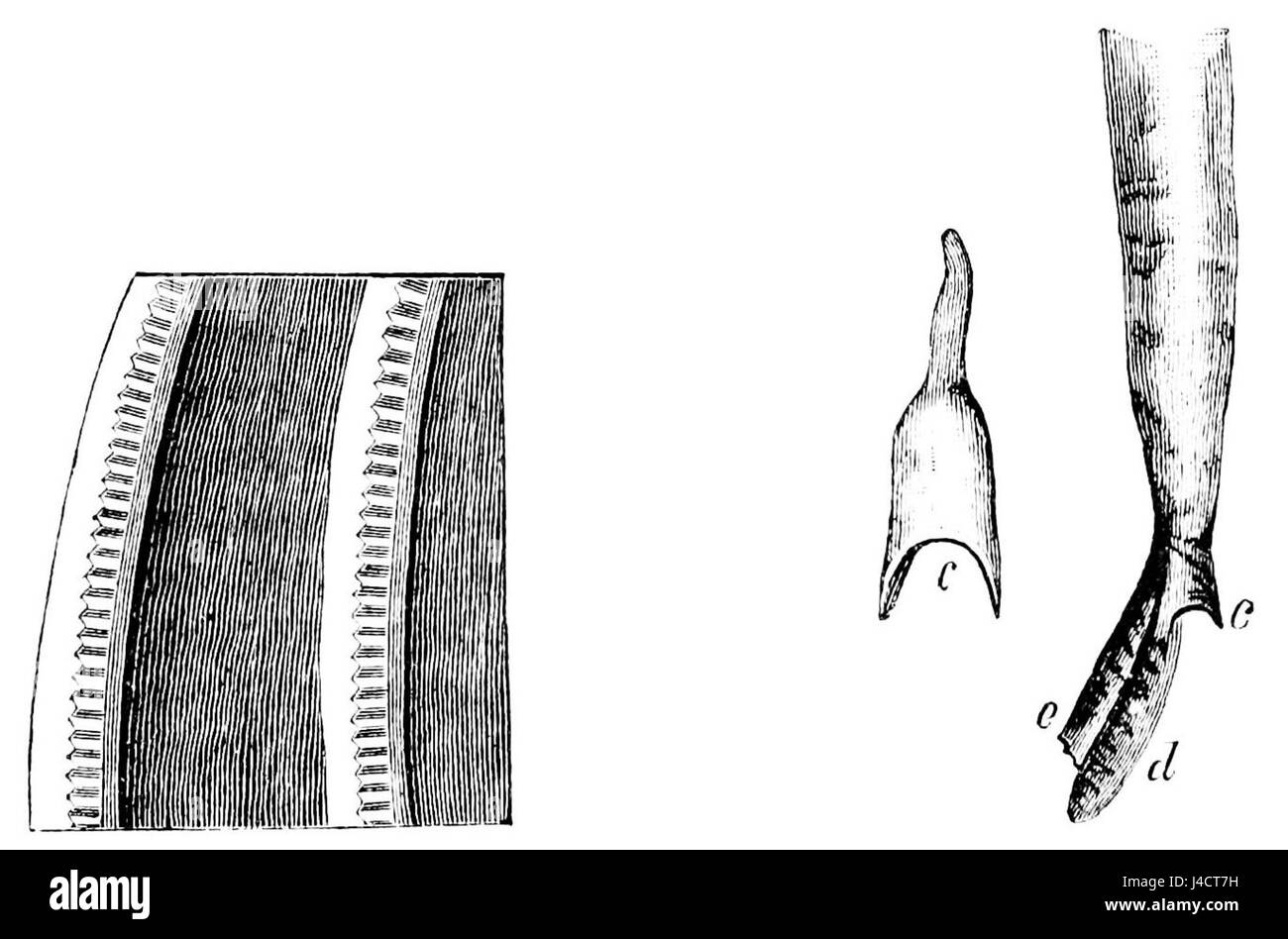 Teredo hi-res stock photography and images - Alamy