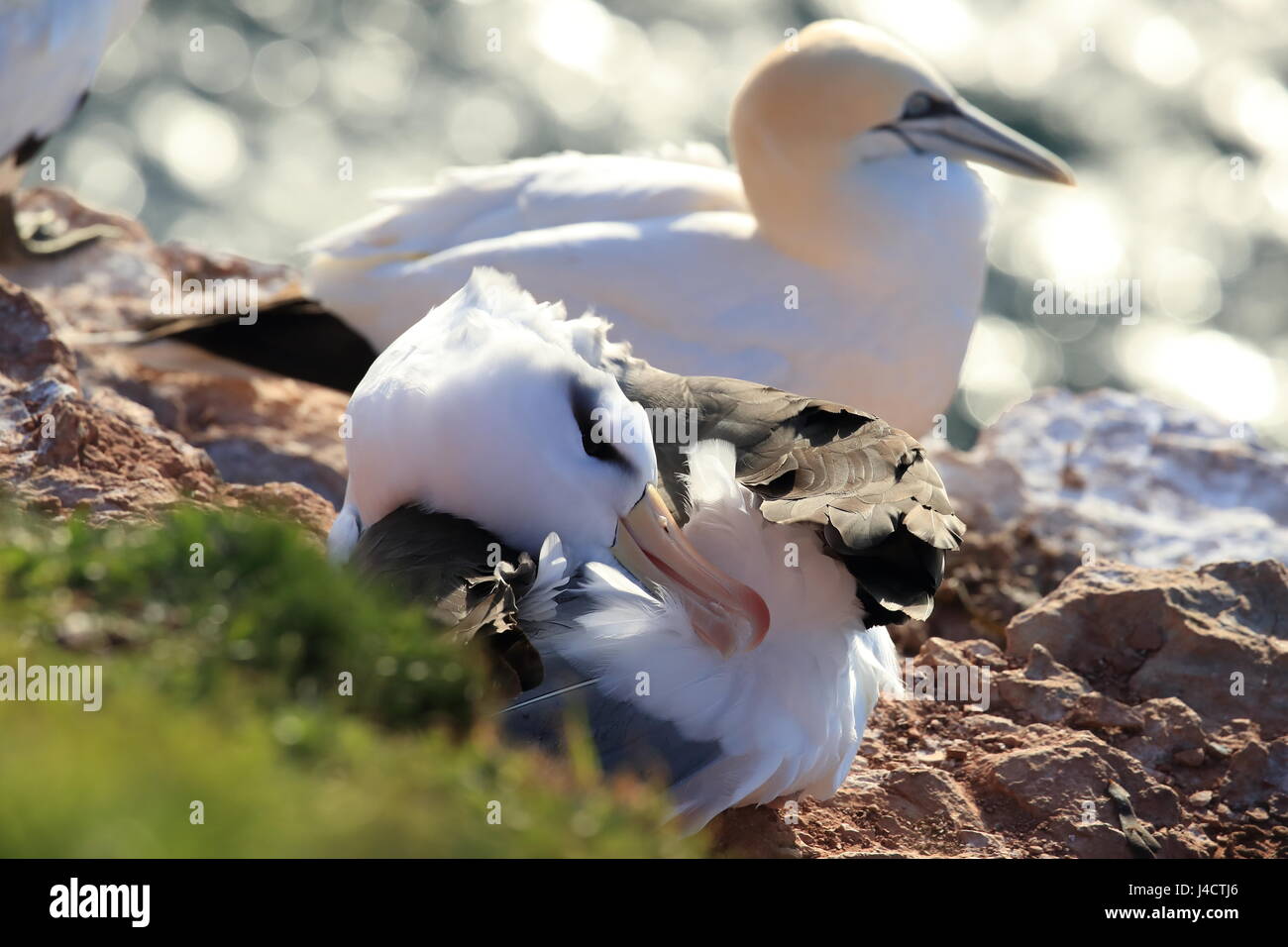 Black-browed Albatros ( Thalassarche melanophris ) or Mollymawk ...
