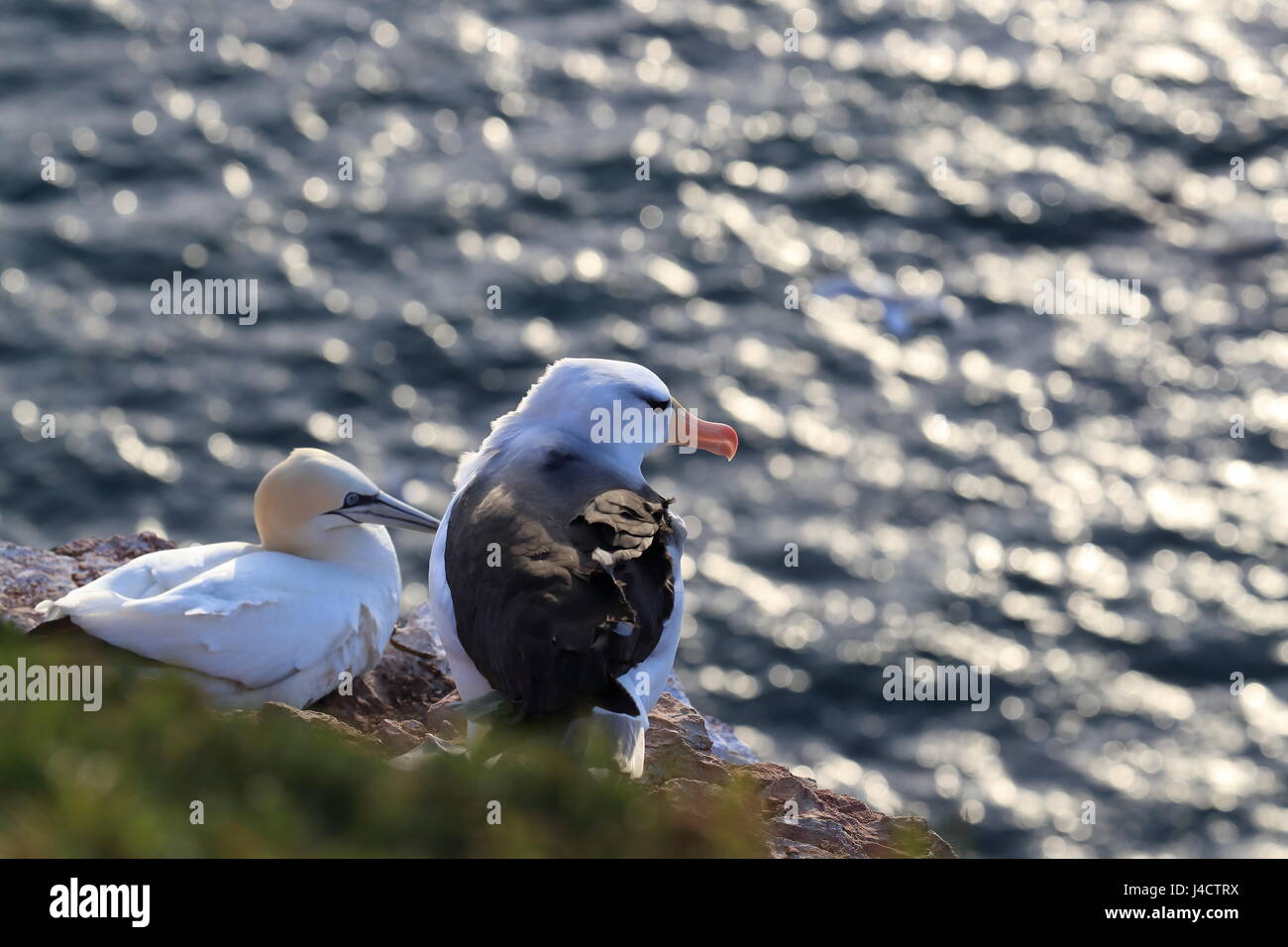 Black-browed Albatros ( Thalassarche melanophris ) or Mollymawk ...