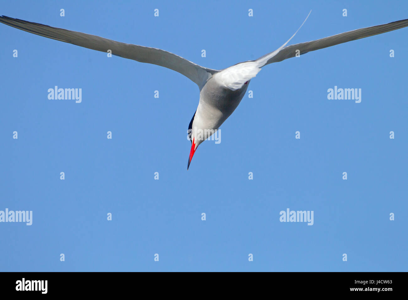 Common Tern Fishing Sterna hirondo at Titchwell RSPB reserve Norfolk ...