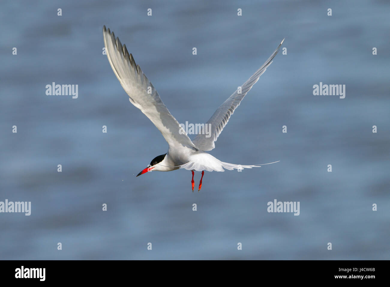 Common Tern Fishing Sterna hirondo at Titchwell RSPB reserve Norfolk ...