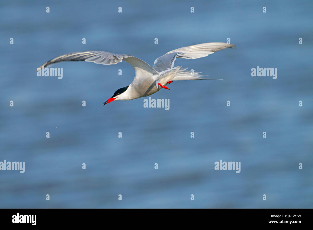 Common Tern Fishing Sterna hirondo at Titchwell RSPB reserve Norfolk ...