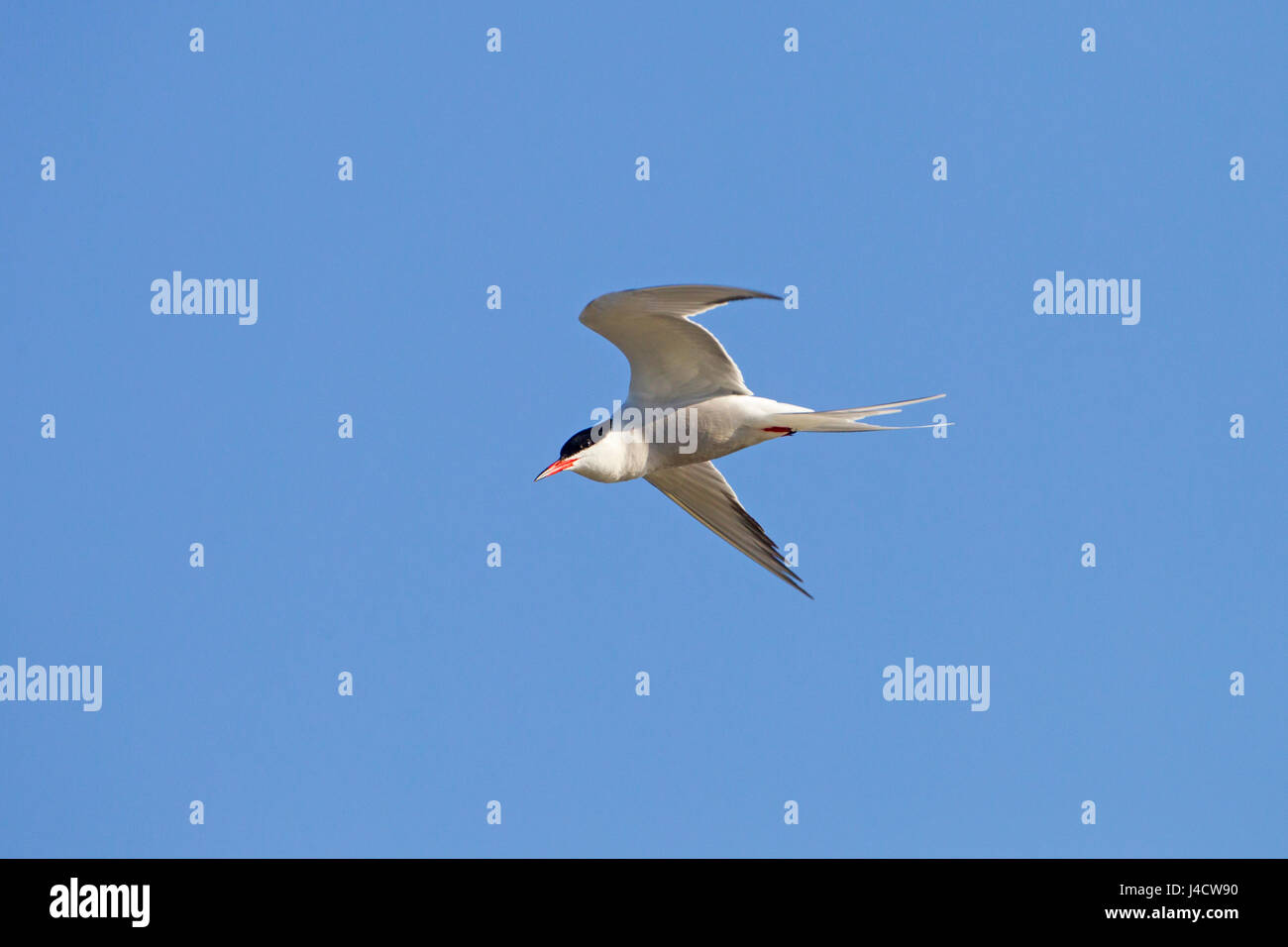 Common Tern Fishing Sterna hirondo at Titchwell RSPB reserve Norfolk ...