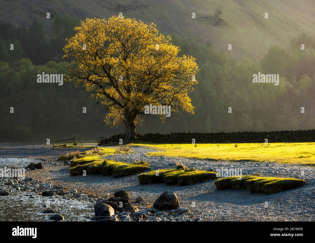 A lone tree lit up by dusk light at Buttermere in the Lake District ...