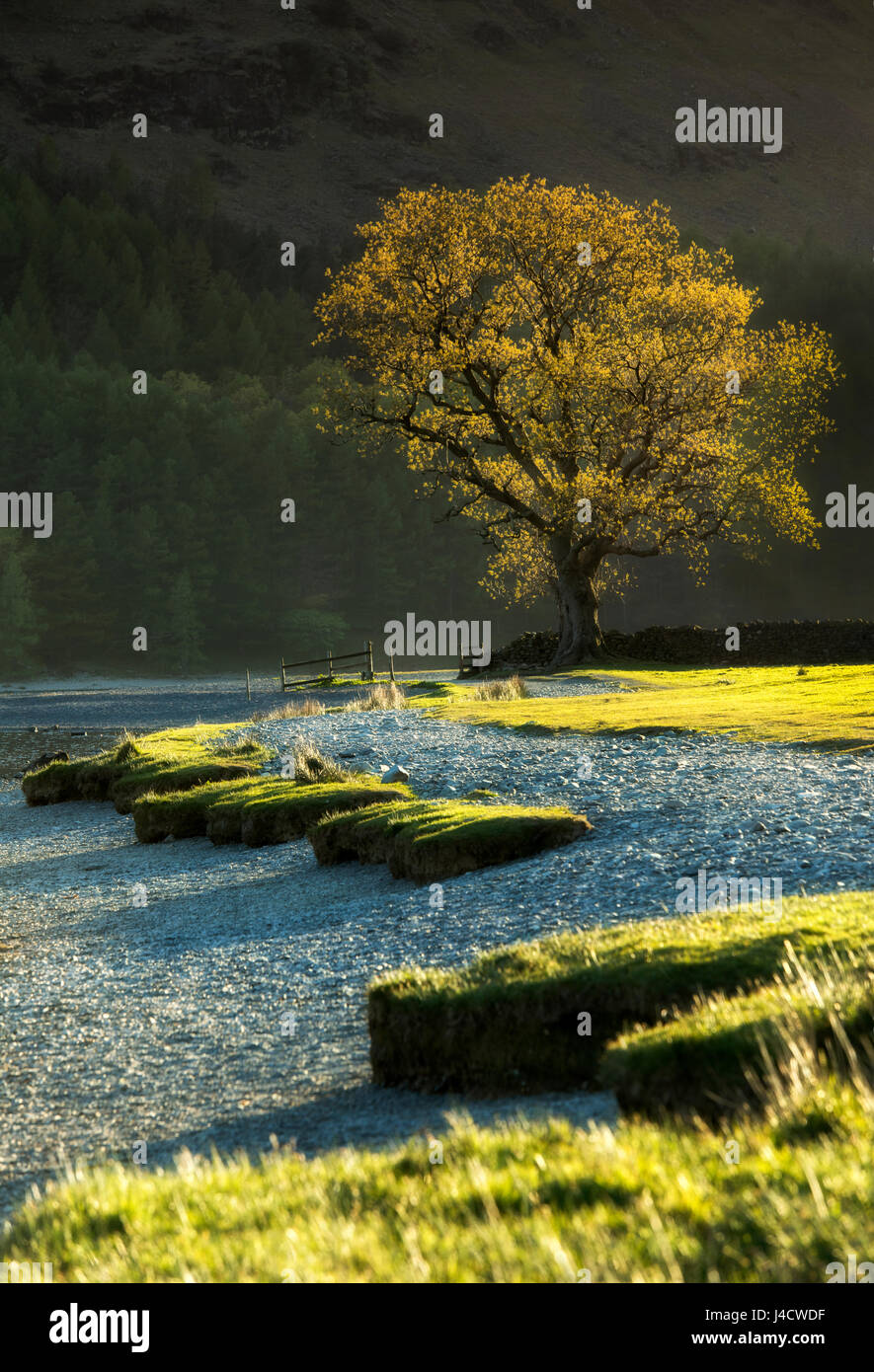A lone tree lit up by dusk light at Buttermere in the Lake District ...
