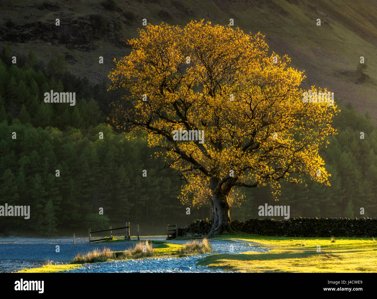 Lone tree buttermere lake district hi-res stock photography and images ...