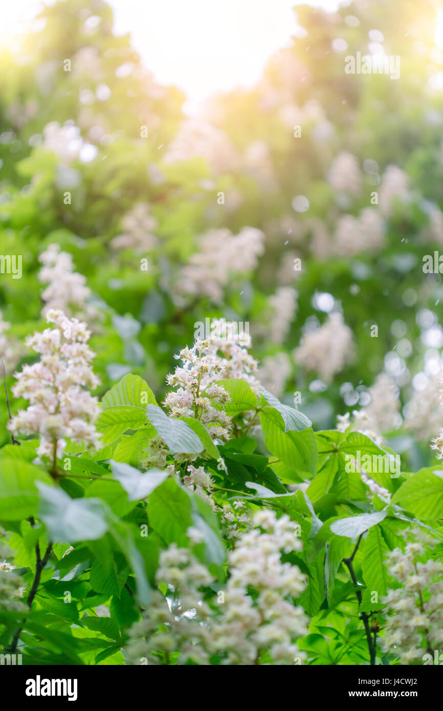 Spring flowering of horse chestnut trees, selective focus Stock Photo ...
