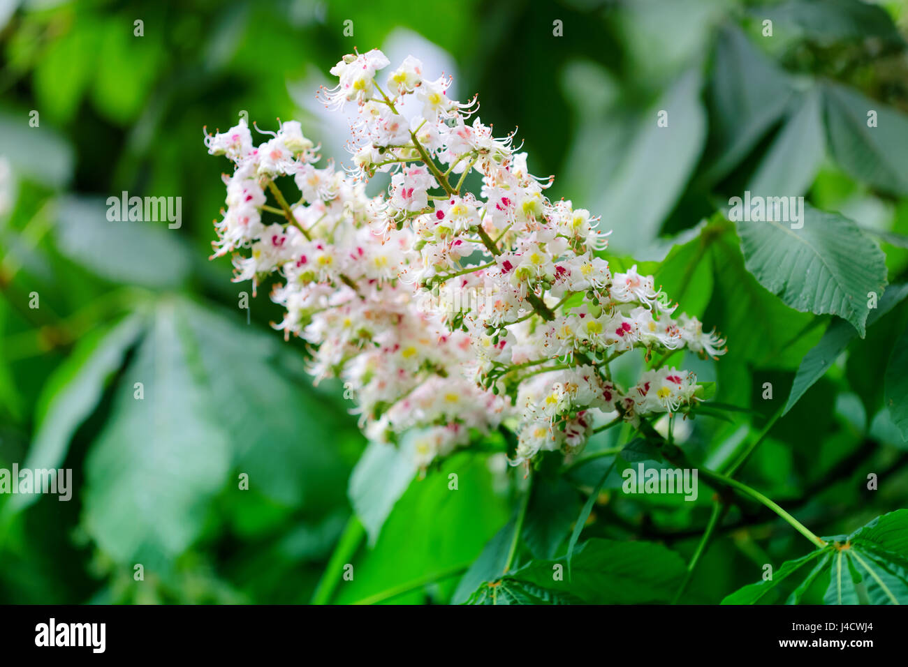 Spring flowering of horse chestnut trees, selective focus Stock Photo ...