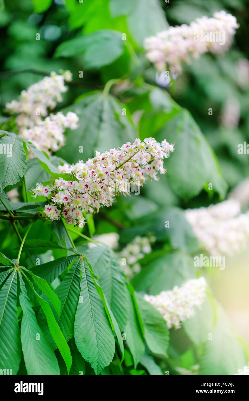 Spring flowering of horse chestnut trees, selective focus Stock Photo ...