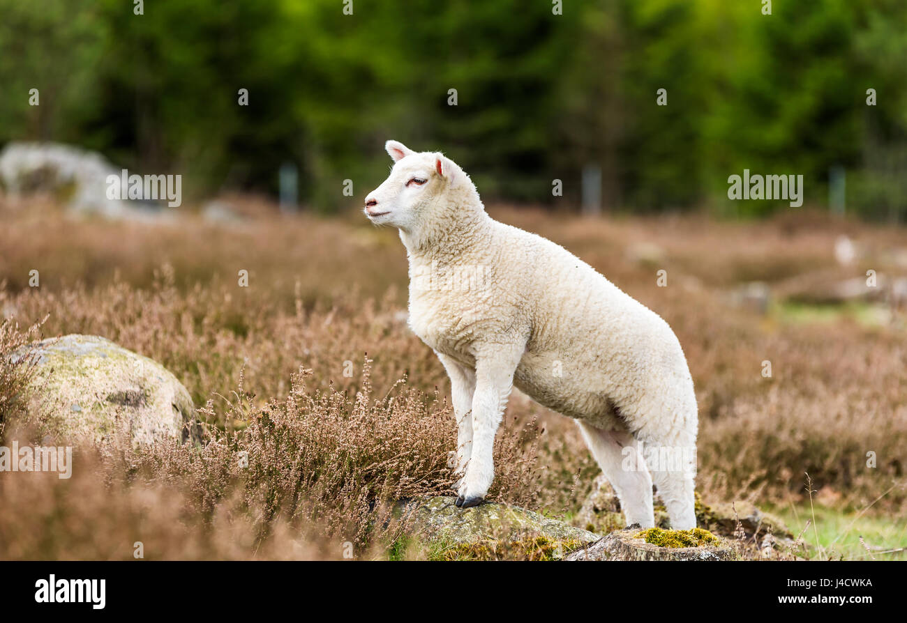 Small spring lamb looking out over the woodland field while standing ...