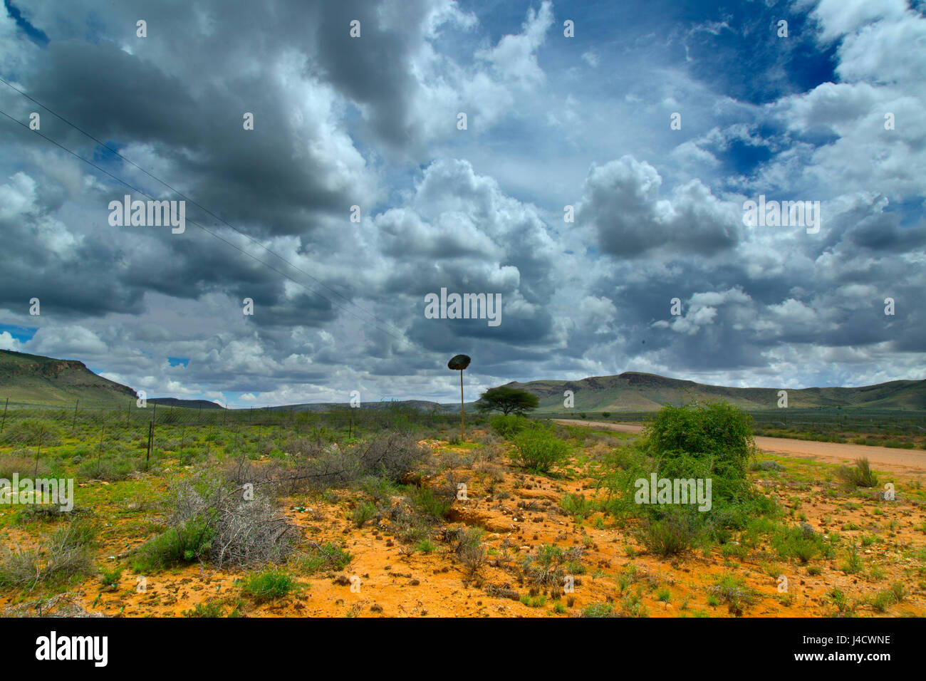 sociable weaver (Philetairus socius), also commonly known as the common ...
