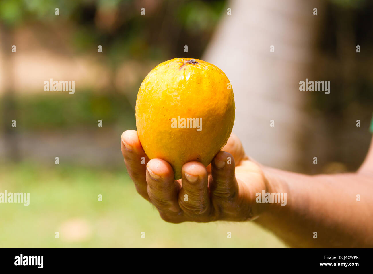 Hand holding mango hi-res stock photography and images - Alamy