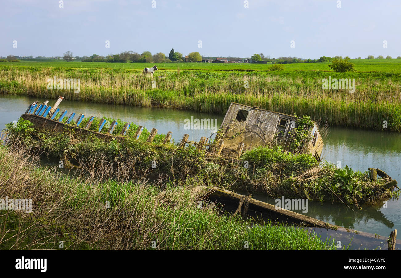 Abandoned derelict wooden boat on the river Hull with overgrown ...