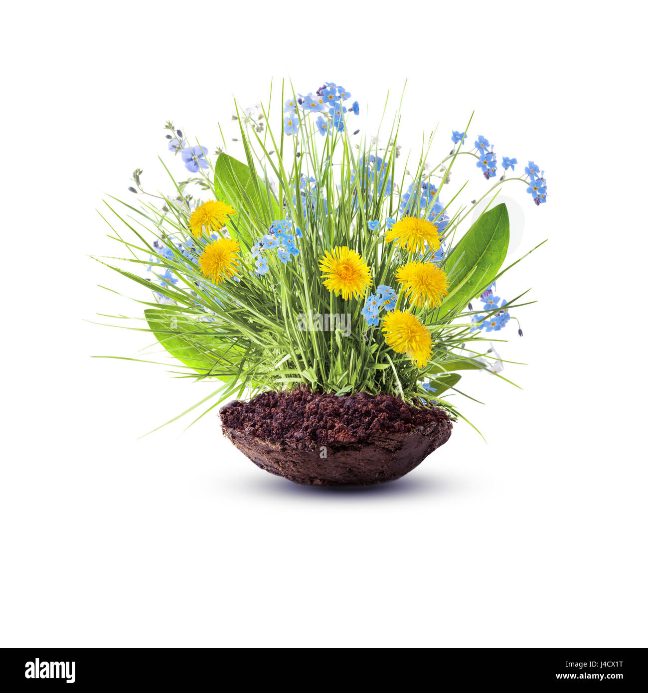 Daisy flowering Cut Out Stock Images & Pictures - Alamy
