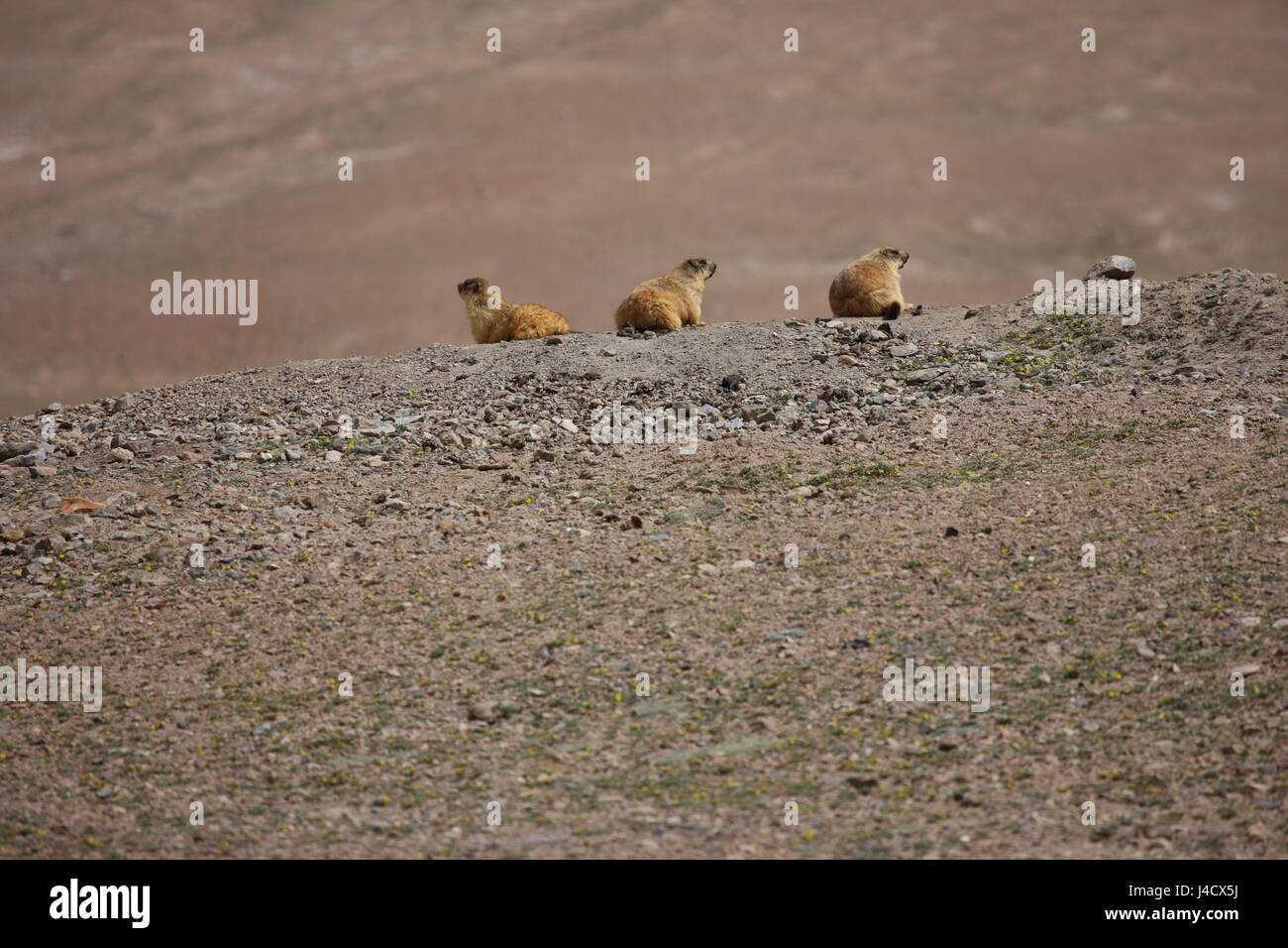 gopher small african mammal animal Stock Photo - Alamy