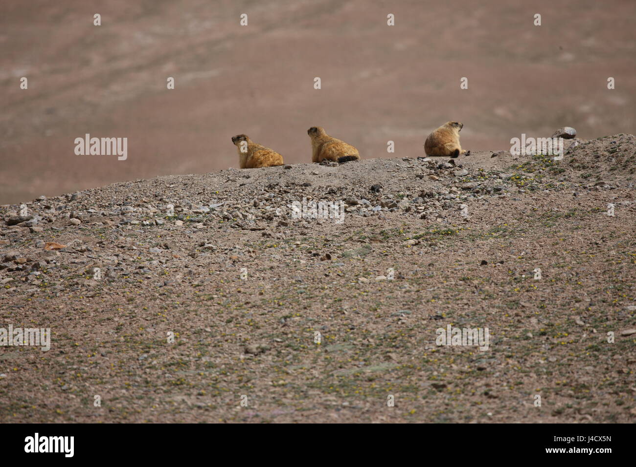 gopher small african mammal animal Stock Photo - Alamy