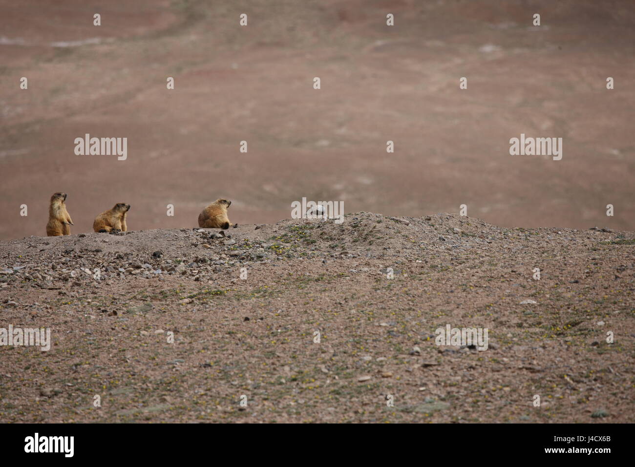 gopher small african mammal animal Stock Photo - Alamy