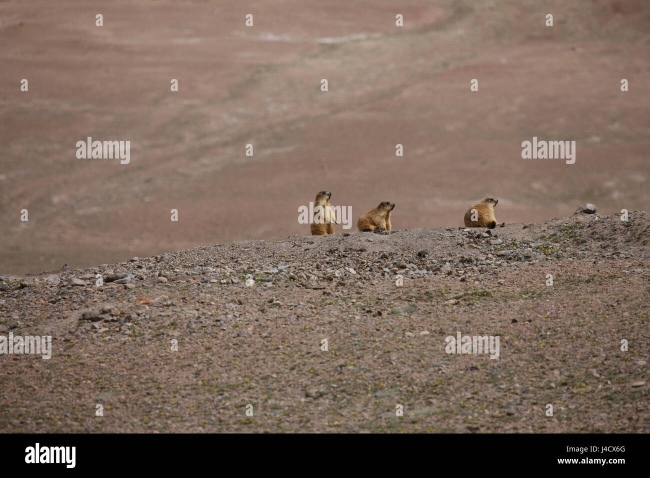 gopher small african mammal animal Stock Photo - Alamy