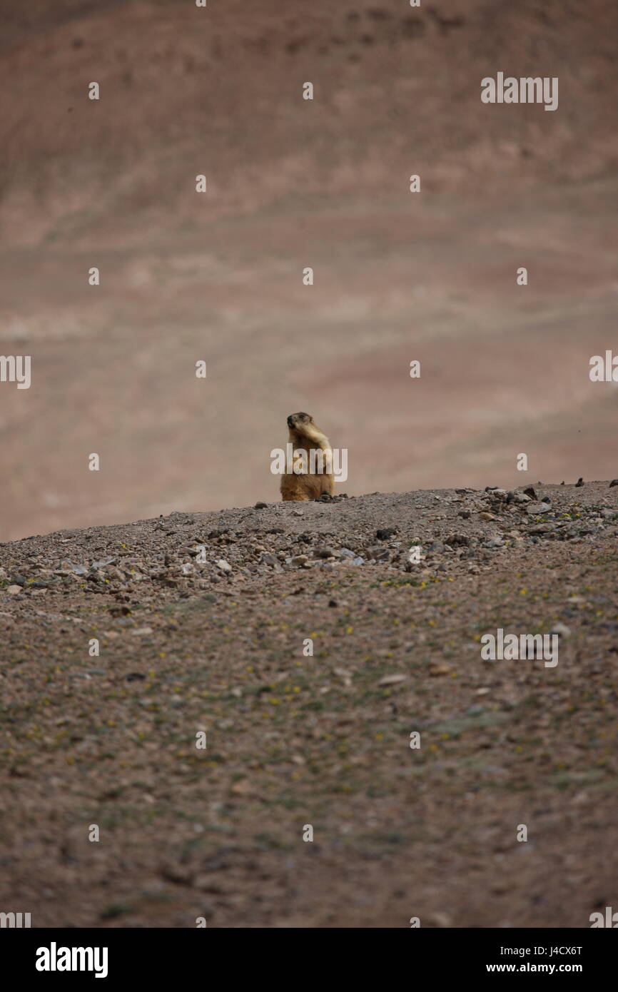 gopher small african mammal animal Stock Photo - Alamy