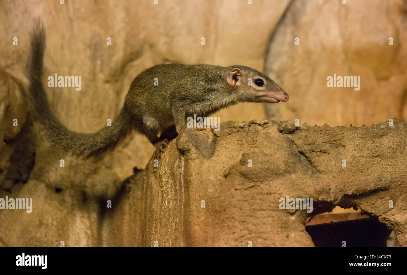 gopher small african mammal animal Stock Photo - Alamy