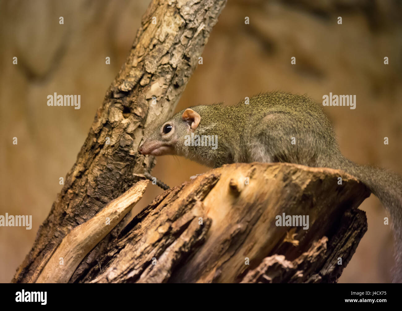 gopher small african mammal animal Stock Photo - Alamy