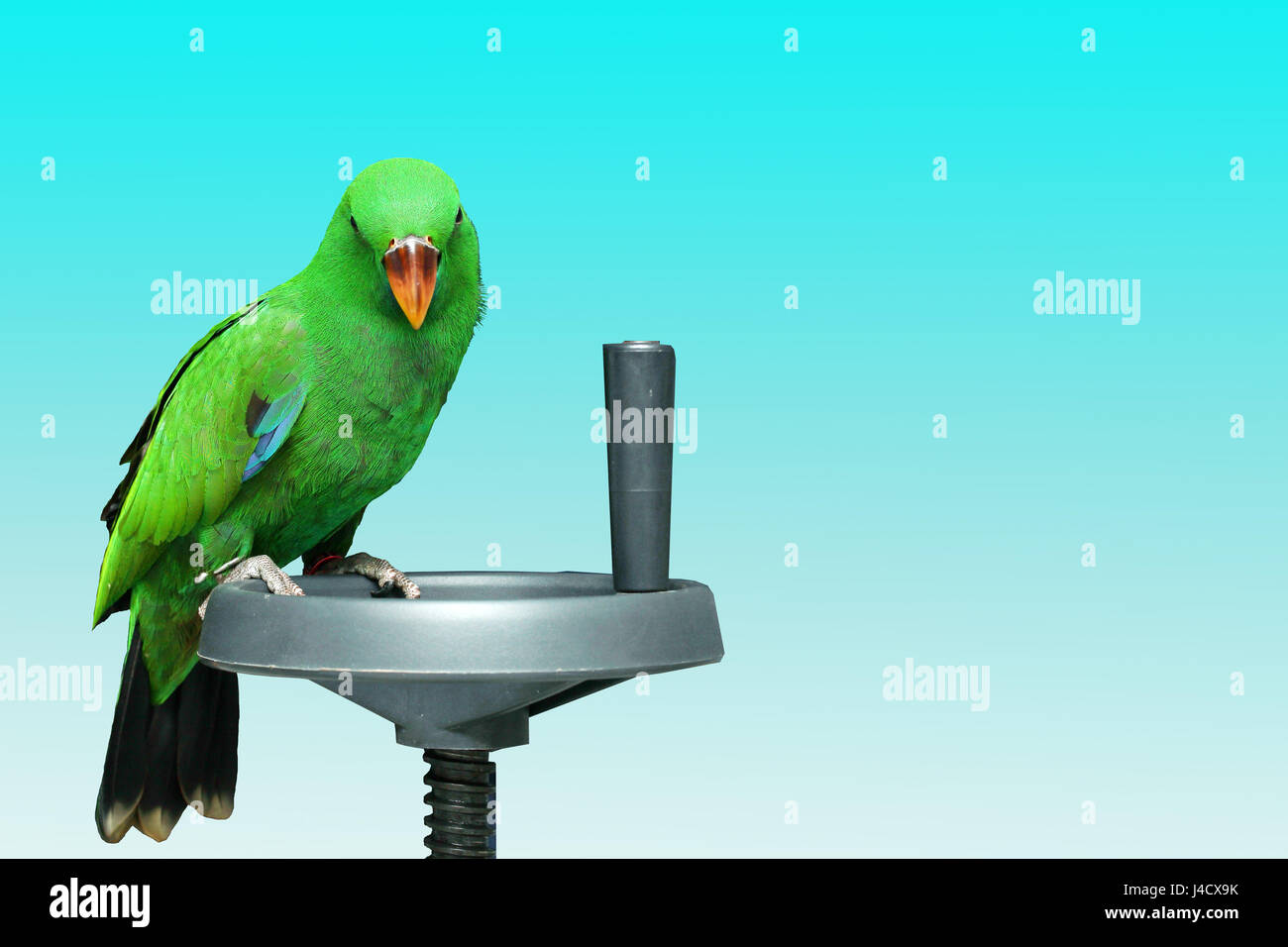 Male Eclectus Parrot, age two months on blue white background Stock ...