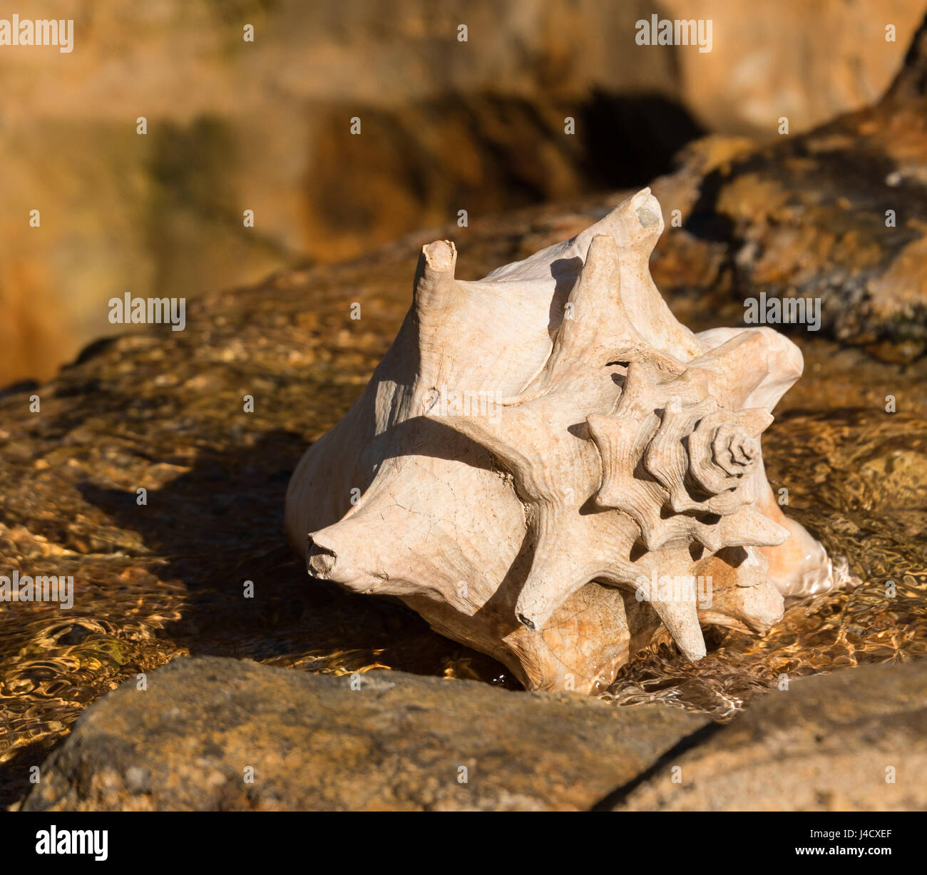 Broken Conch Shell Drawing