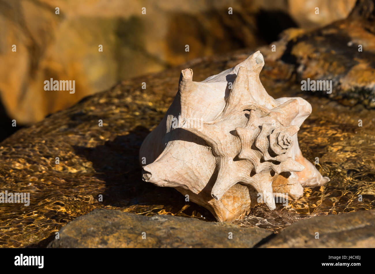 Conch Shell on Waterfall Stock Photo - Alamy