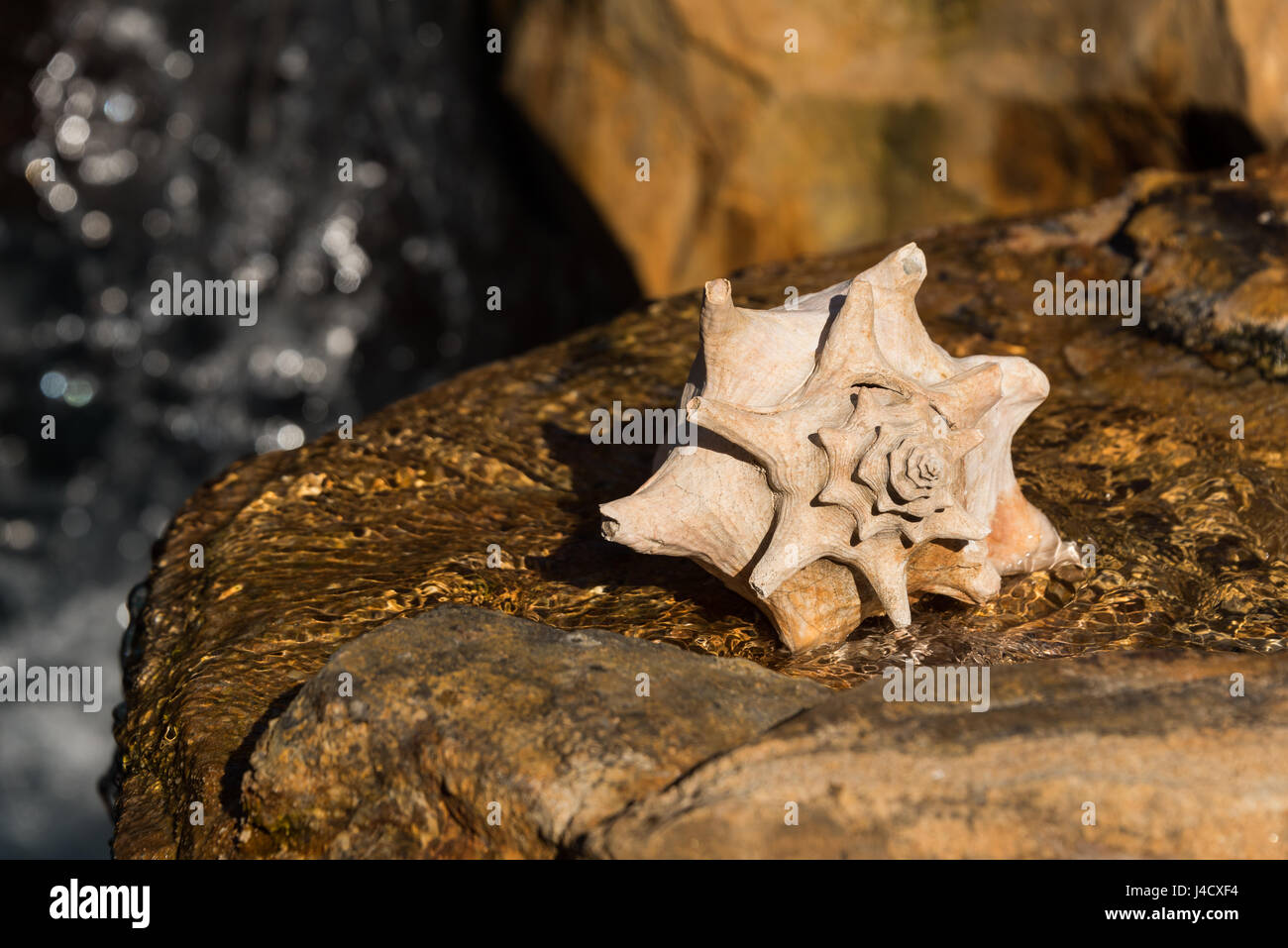 Conch Shell on Waterfall Stock Photo - Alamy