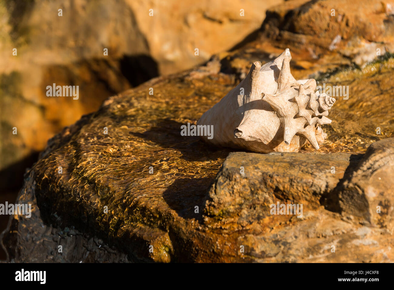 Conch Shell on Waterfall Stock Photo - Alamy