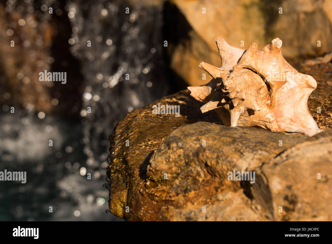 Conch Shell on Waterfall Stock Photo - Alamy