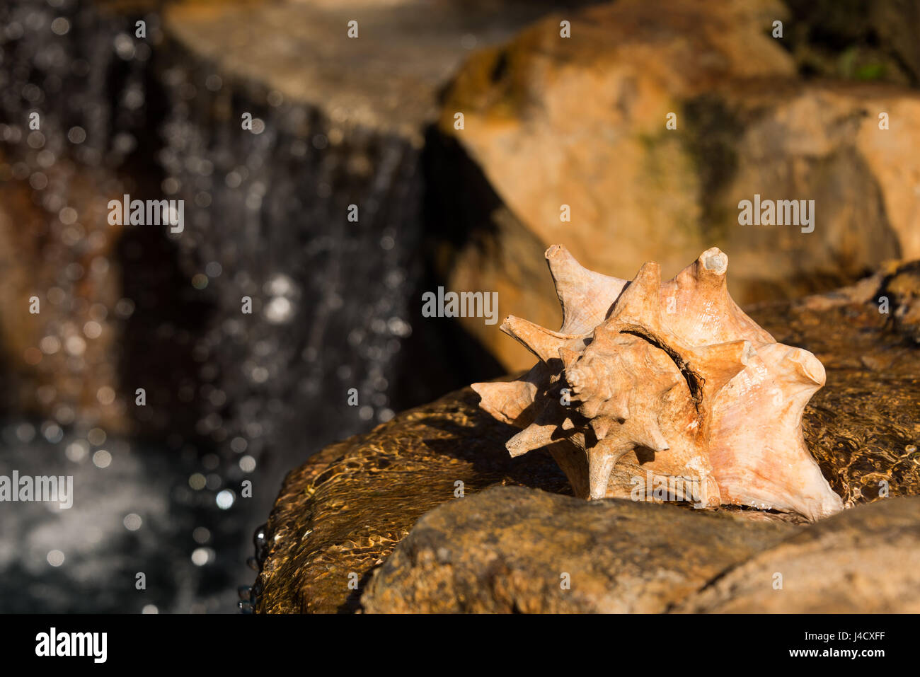 Conch Shell on Waterfall Stock Photo - Alamy