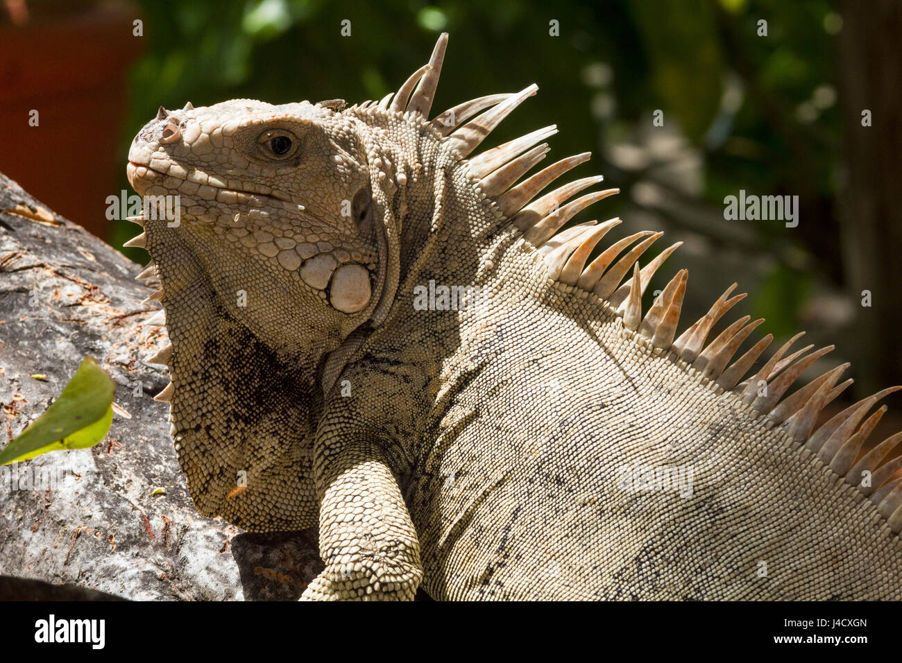 Head and Shoulders Detail of a Green or Common Iguana (Iguana iguana ...