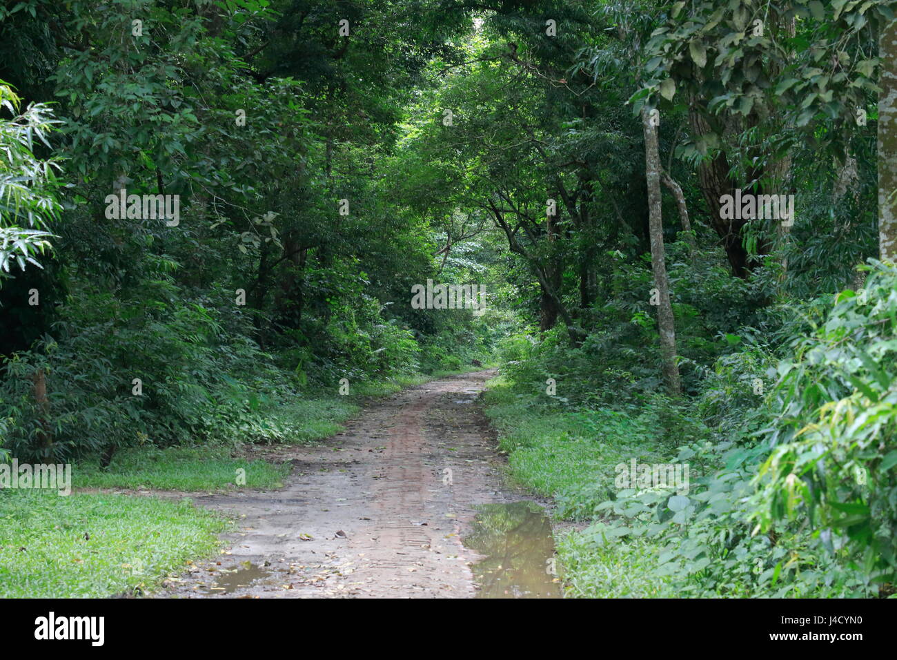 Madhupur national park, Tangail, Bangladesh Stock Photo - Alamy