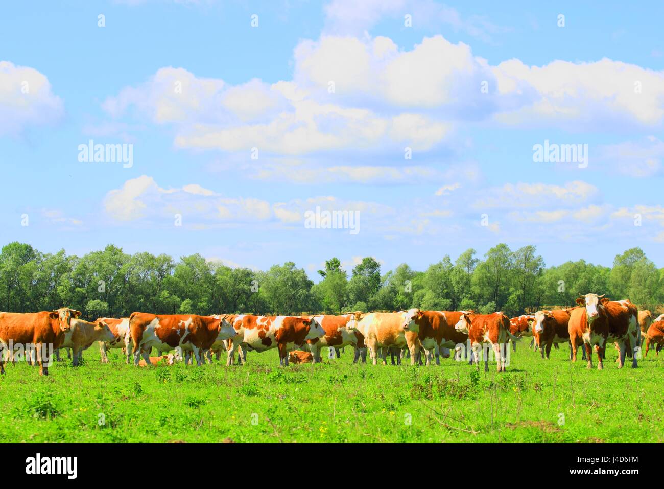 Cows on farm, blue sky with clouds in background Stock Photo - Alamy
