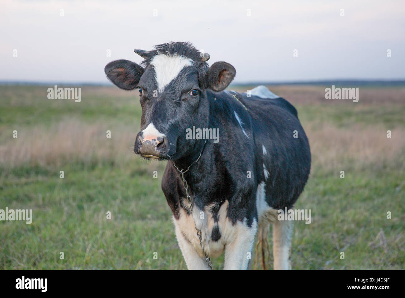 spotted cow in field of fresh grass Stock Photo - Alamy