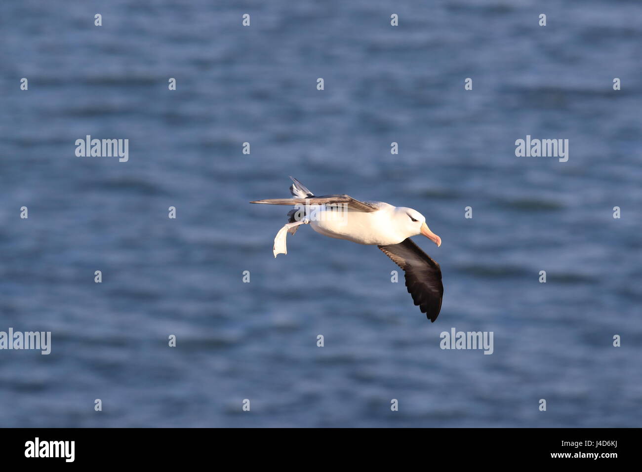 Black-browed Albatros ( Thalassarche melanophris ) or Mollymawk ...
