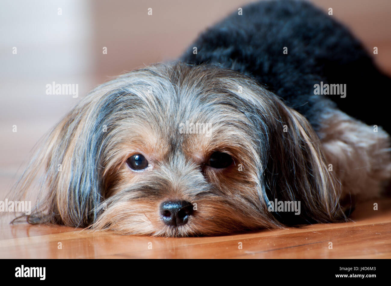 Sleepy Brown Face with Black Fur Small Yorkshire Terrier Puppy Lying ...