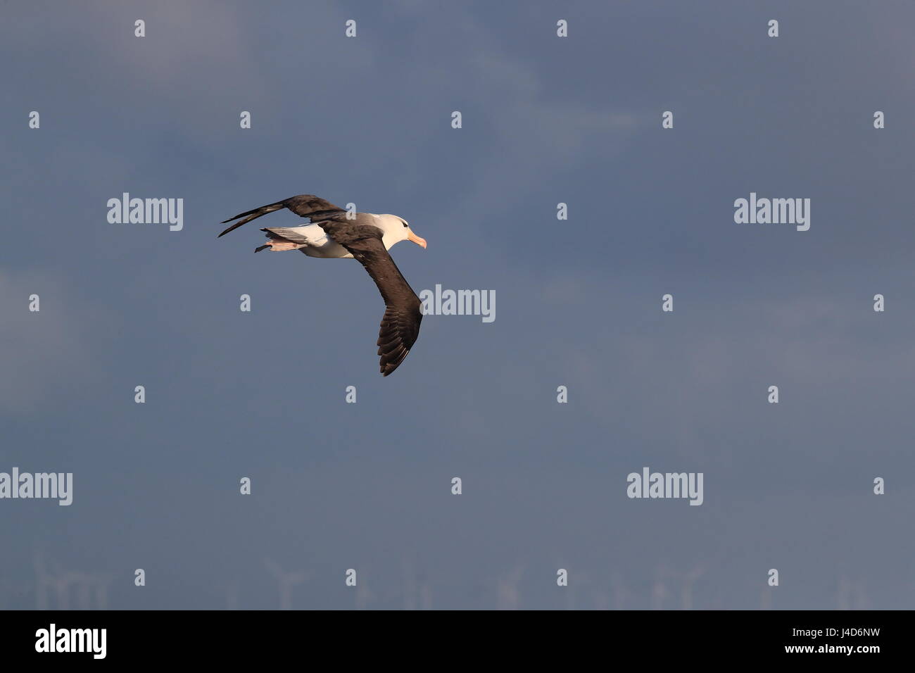 Black-browed Albatros ( Thalassarche melanophris ) or Mollymawk ...