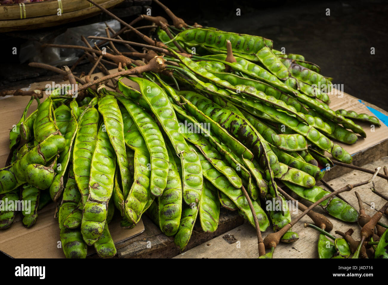 petai exotic food bean photo taken in bogor jakarta indonesia Stock ...