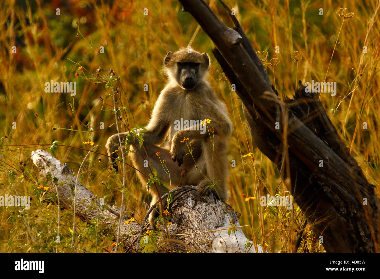 Man Like Baboon High Resolution Stock Photography and Images - Alamy