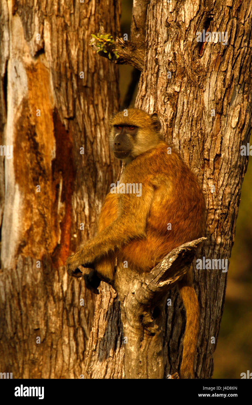 Man like baboon hi-res stock photography and images - Alamy