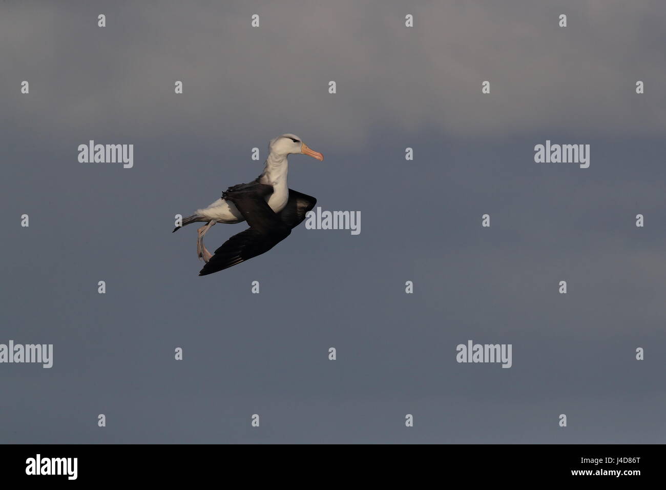 Black-browed Albatros ( Thalassarche melanophris ) or Mollymawk ...