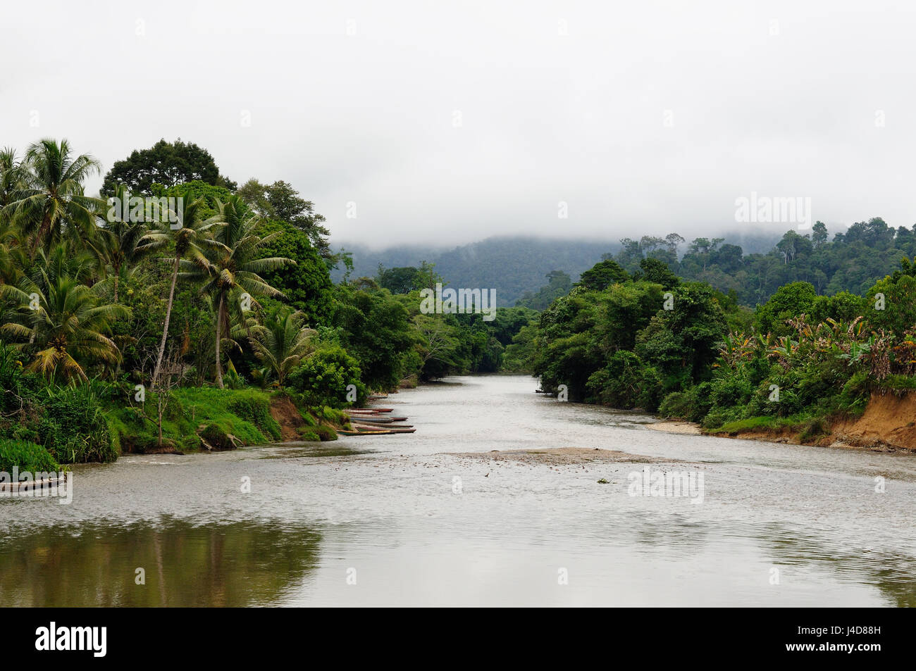 Scenic view of wild tropical jungle on the Borneo island, Indonesia ...